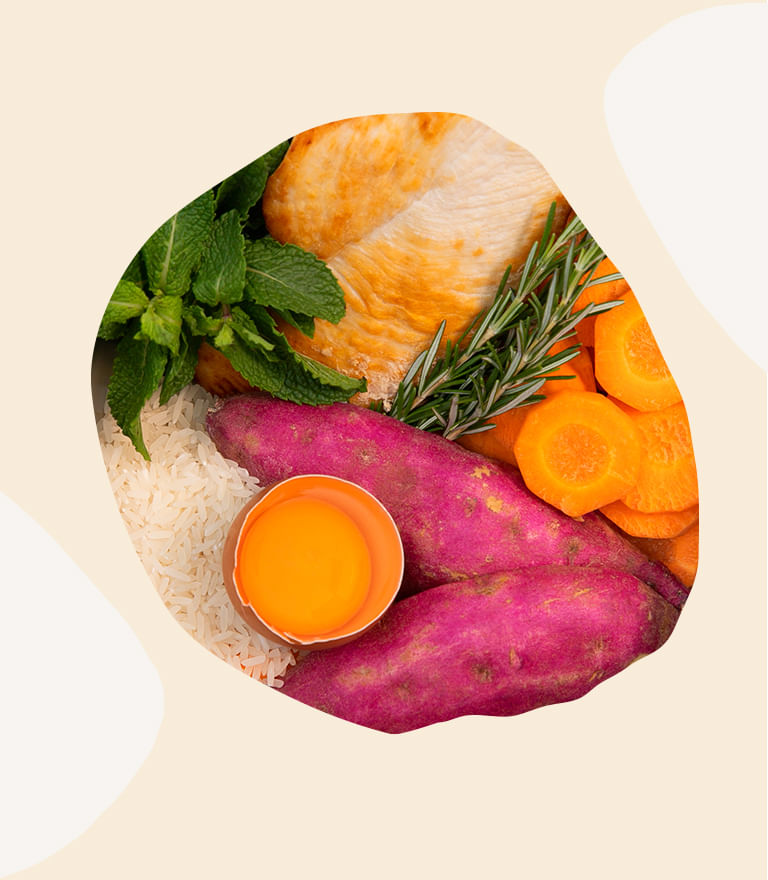 O Futuro da Alimentação Natural | Zee.Dog Kitchen